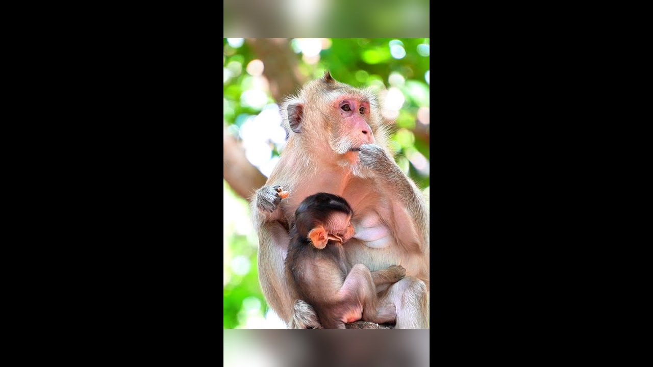 Mother Monkey take care baby #monkey - YouTube
