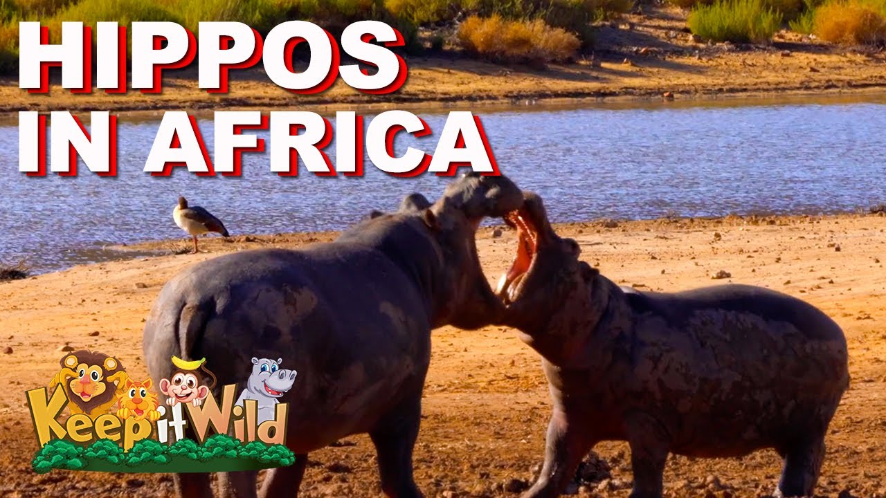 Hippos Wild in Africa - YouTube