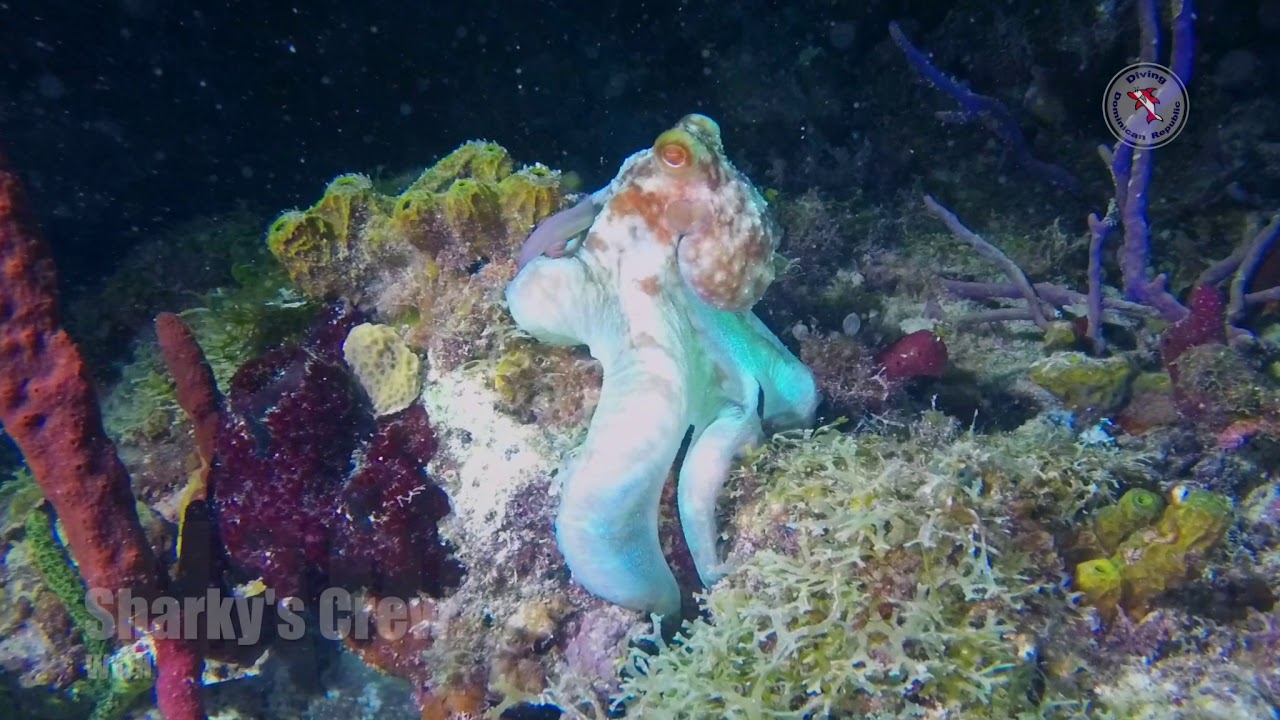 Scuba Diving in Bayahibe, Dominican Republic - Caribbean Reef Octopus ...