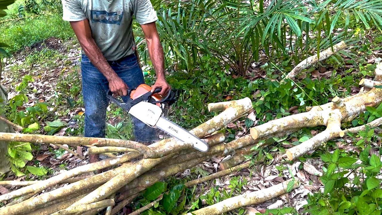 Fast & Easy!! Langsat Tree Cutting Skills with a Baby Chainsaw Stihl MS ...