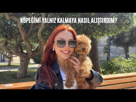 Poodle Yalniz Kalma Eğitimi | Köpeğimi Evde Yalnız Kalmaya Alıştırdım 
