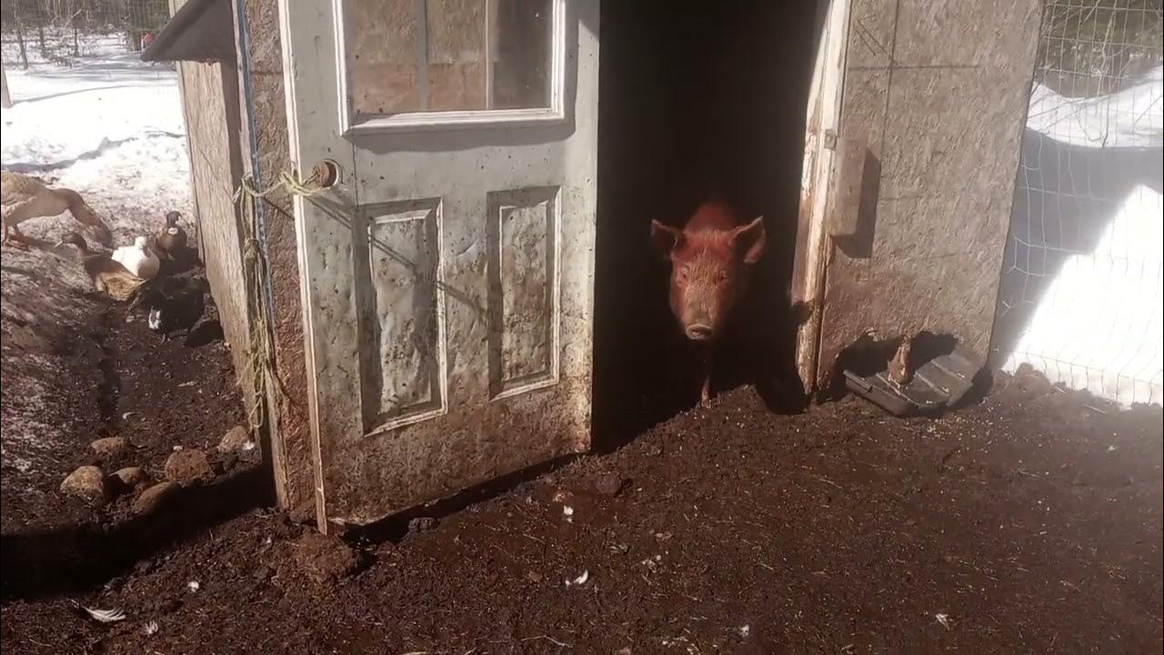 Getting everyone feed. Keeping them all separated till they are done ...