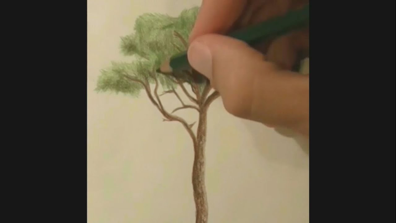 Drawing a pine - Dibujando un pino - YouTube