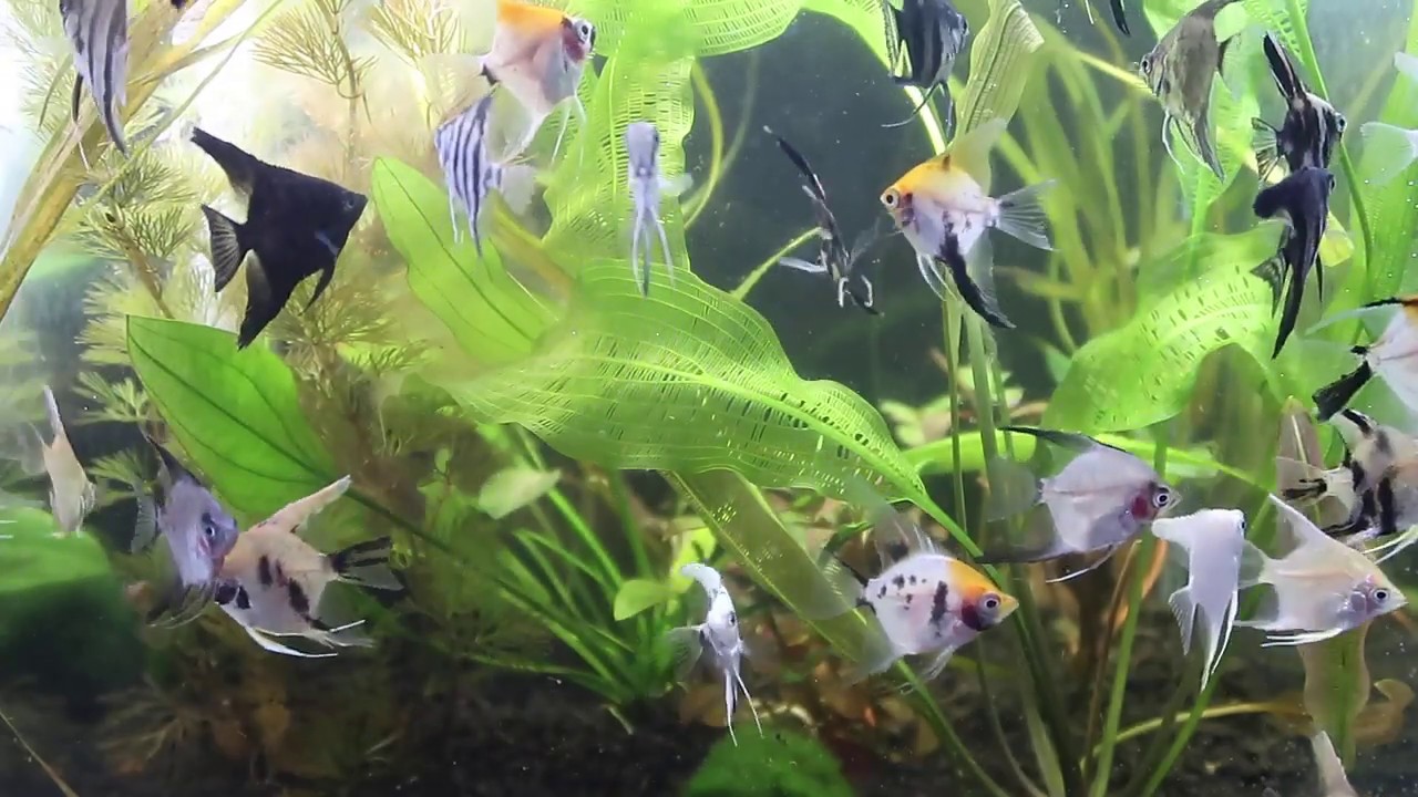 Short Fin Angelfish, All 20% Discount, Free Overnight Shipping on $150 ...