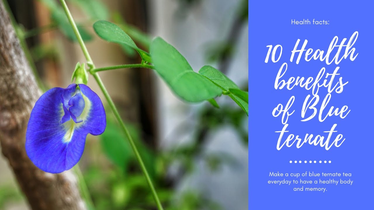 Health Benefits of Blue Ternate - YouTube