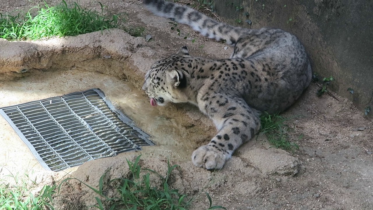 #3-5 Aug 2019 at Oji zoo, Kobe, Japan - YouTube