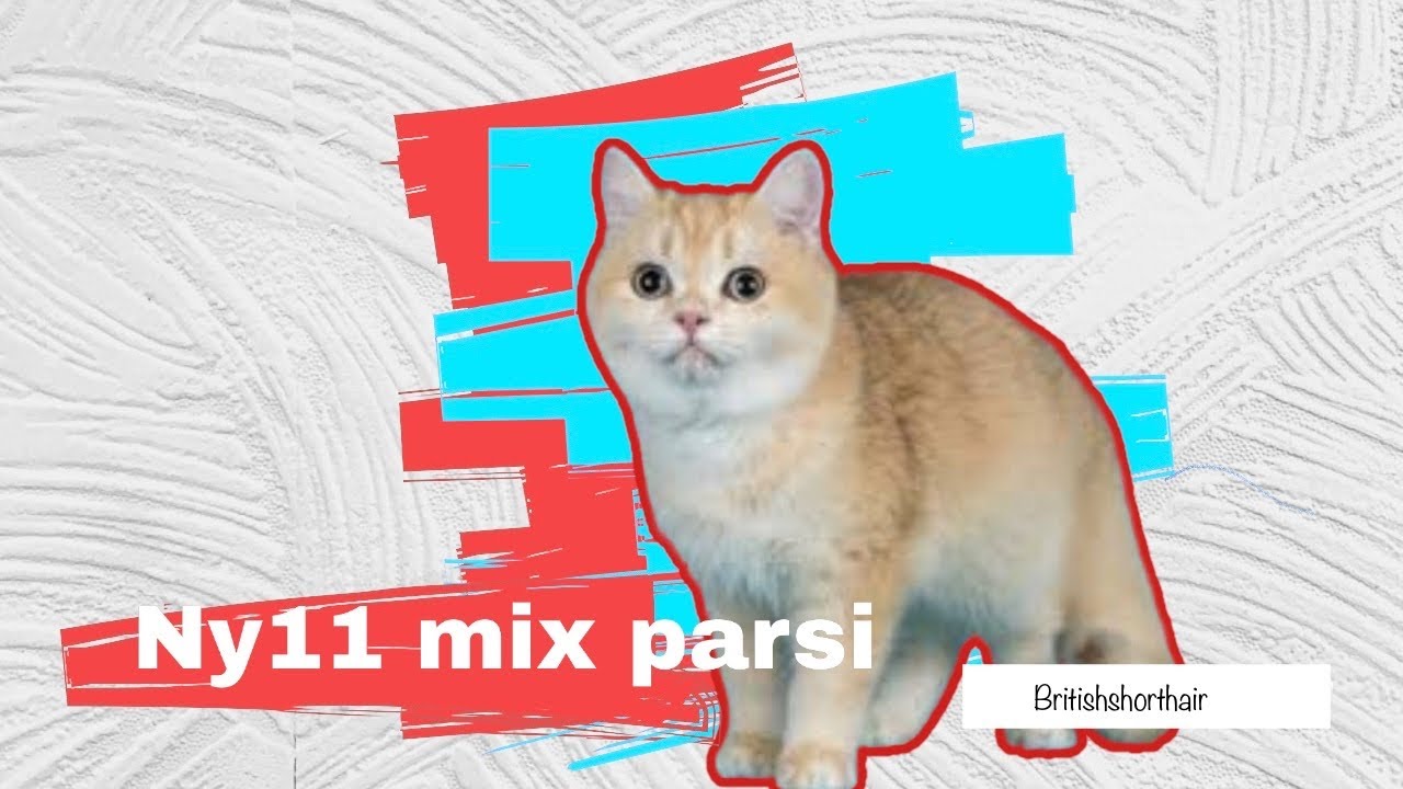 BSH GOLDEN NY11 mixed PERSIAN - YouTube