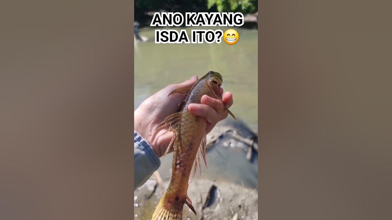 Ano Bang Isda Ito? Bonog Ba? | Buhay Probinsya - YouTube