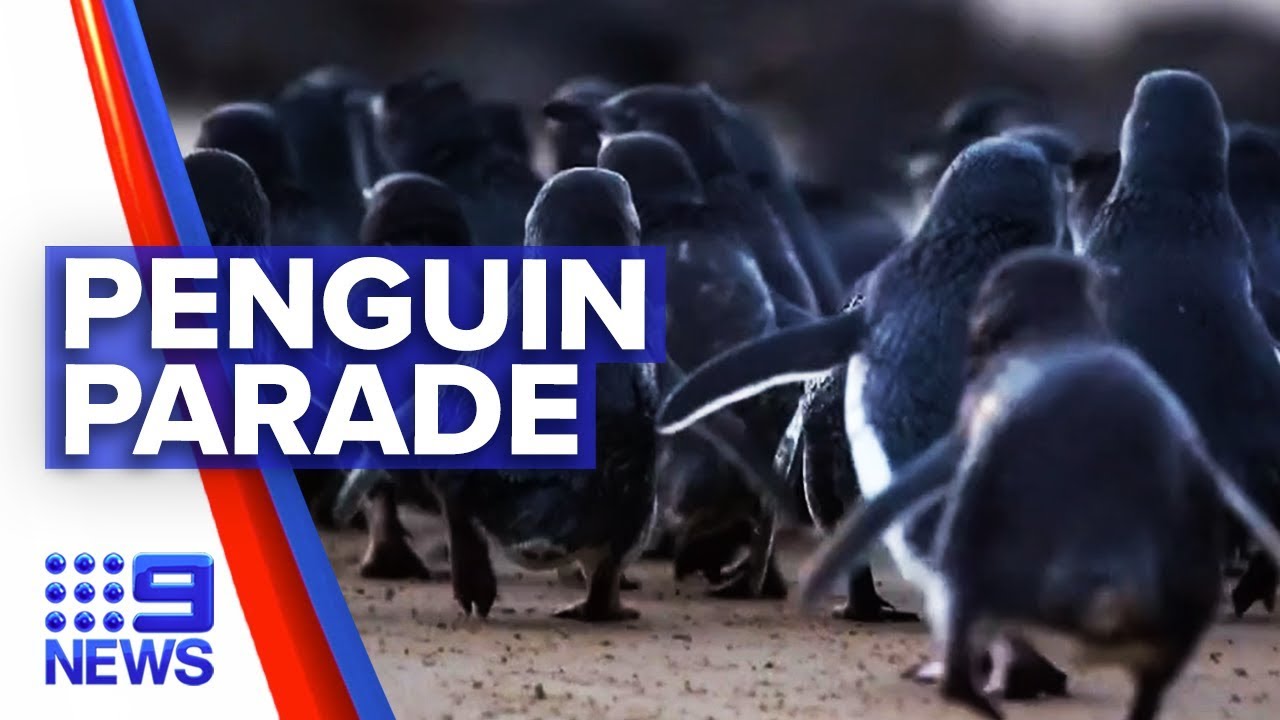 Phillip Island Penguin Parade back in business | Nine News Australia ...