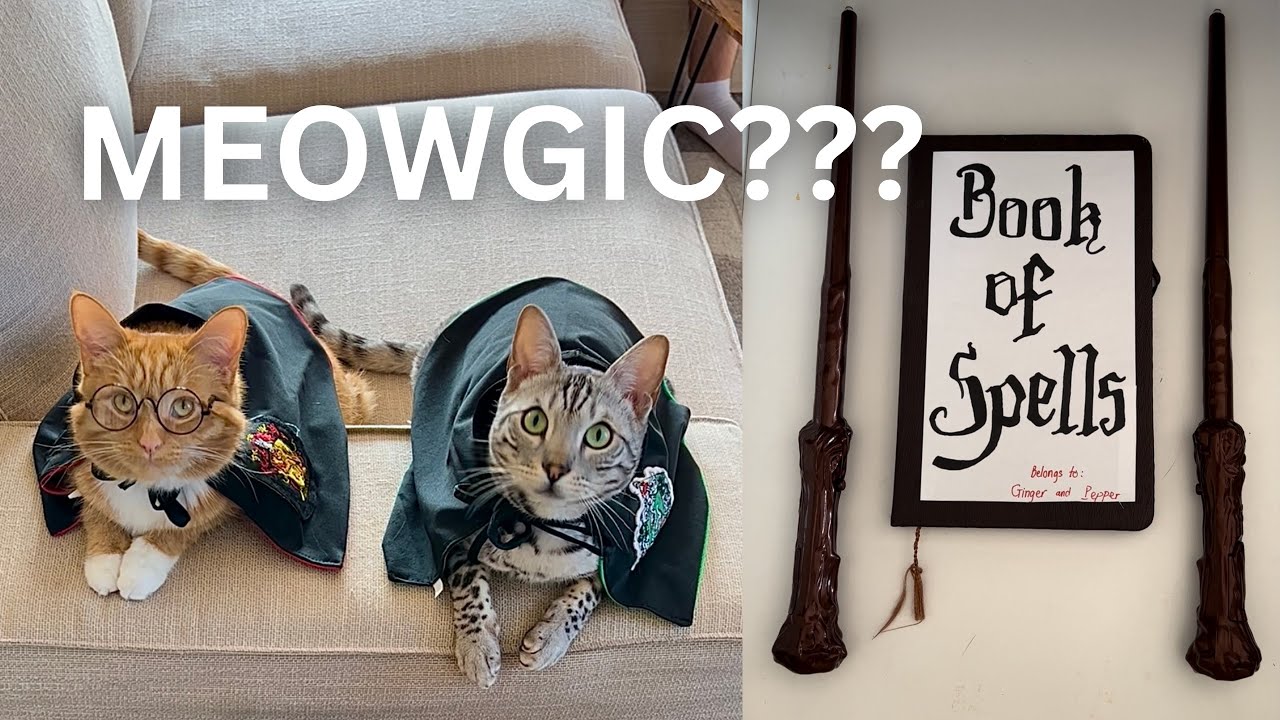 My Cats Became Wizards Because They Did Something Wrong!! - YouTube