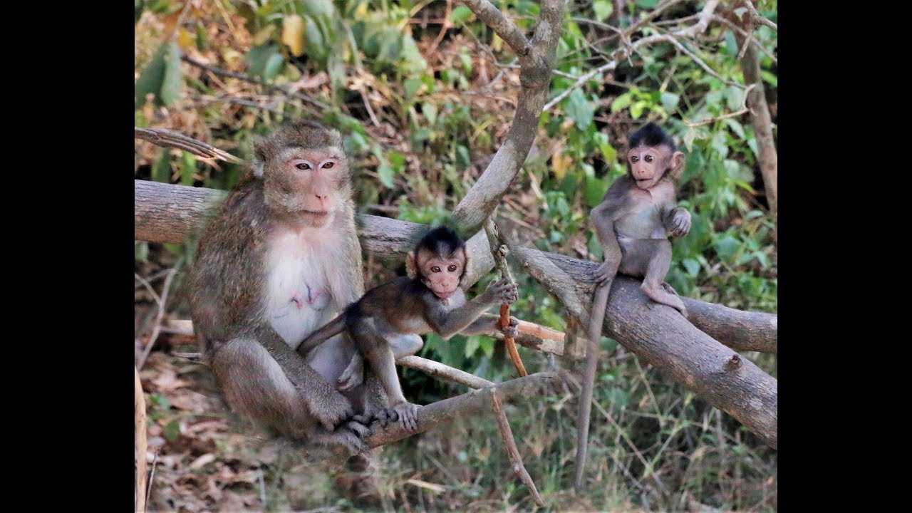 #Beautiful baby Monkey climb tree without mommy - YouTube
