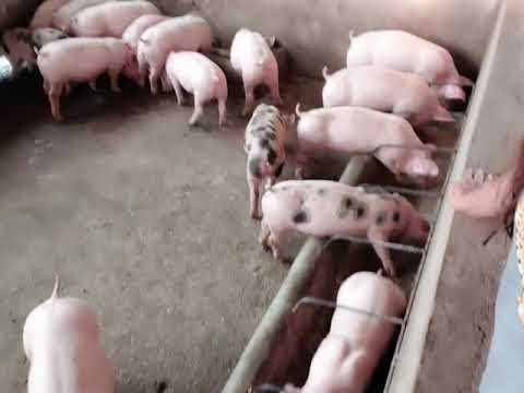 Rising Era Dynasty : Grand HumiVet - YouTube