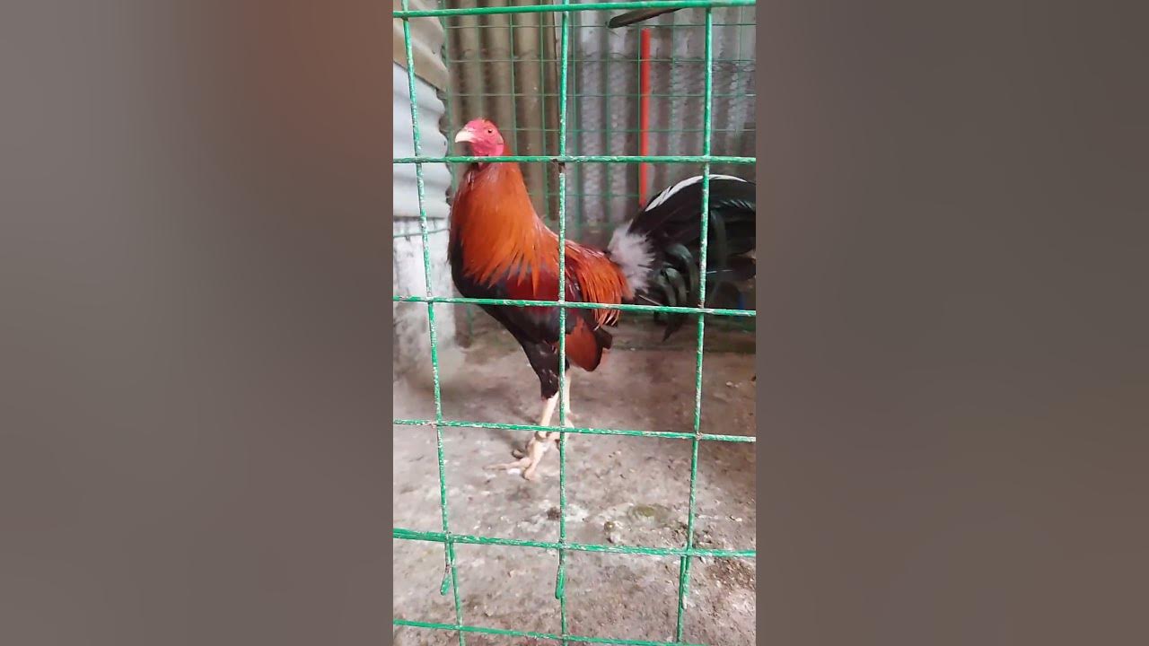 F1 Pure 5k Sweater Red Gamefarm.. - YouTube