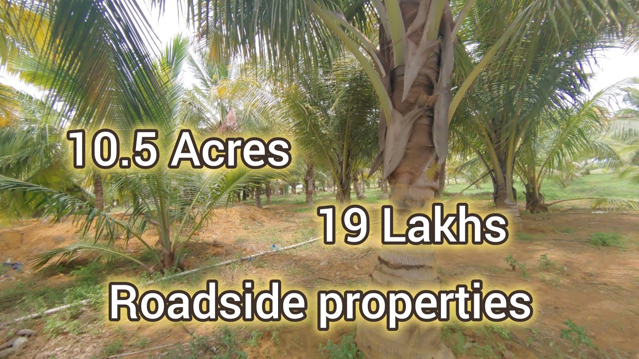 Project Number:576 Coconut Farm vadakankulam near maruthappapuram - YouTube