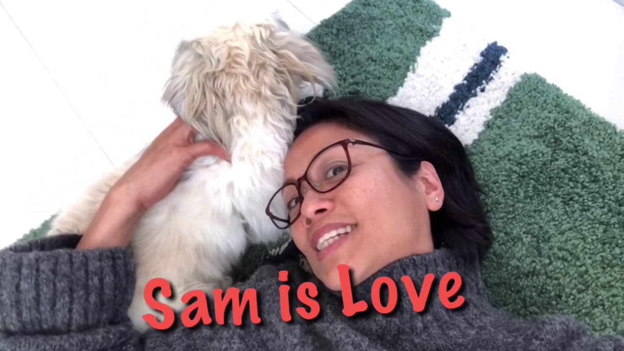 シーズーのものがたり/SHIH TZU SAM STOY - YouTube