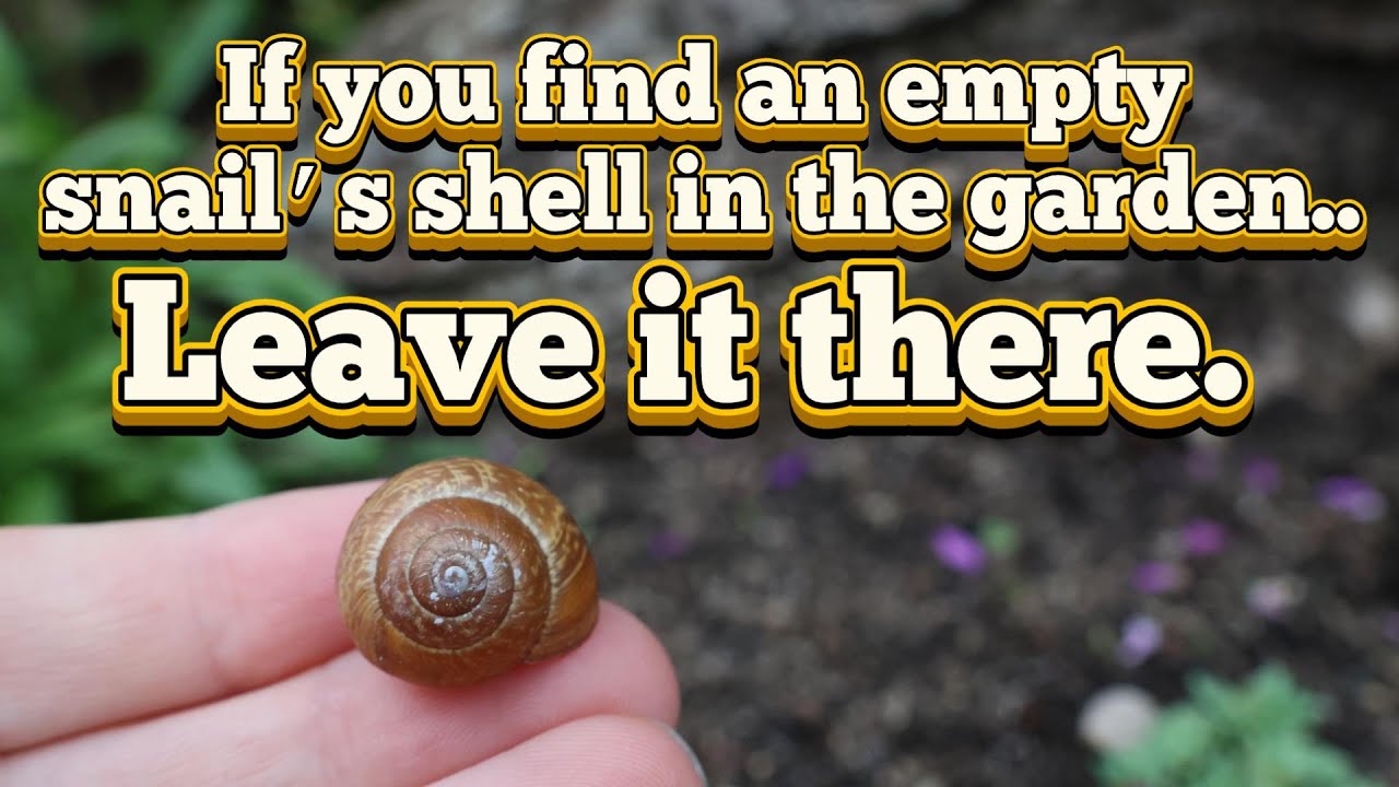 Leave Empty Snails' Shells for Bees - YouTube