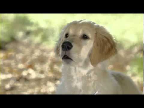 Spooky Buddies: B-dawg Released The Hound - YouTube