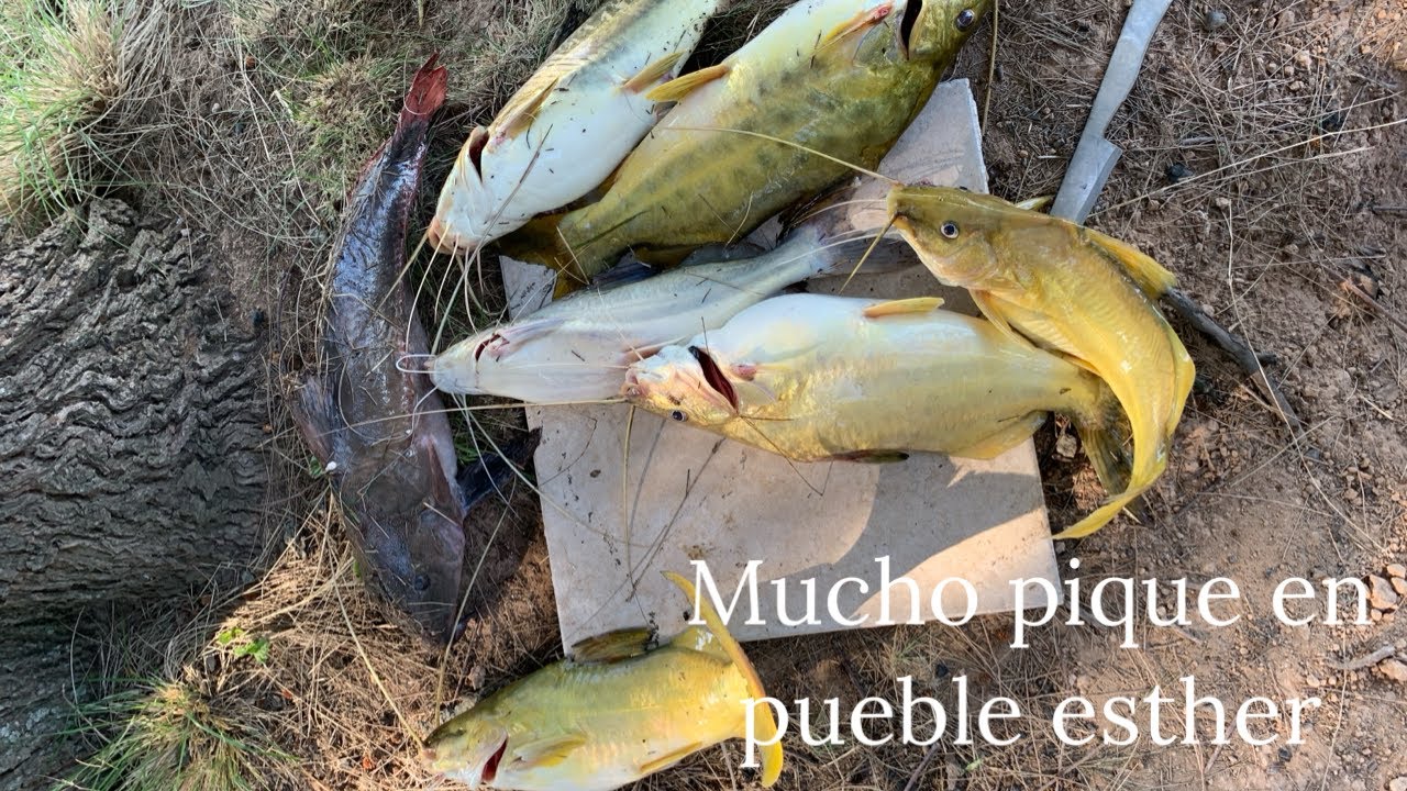 Impresionante el pique mucho amarillos y un armado chancho con ...