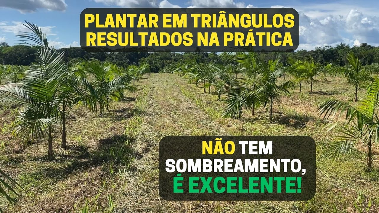 PLANTAR AÇAÍ EM TRIÂNGULOS, VALE A PENA? - YouTube