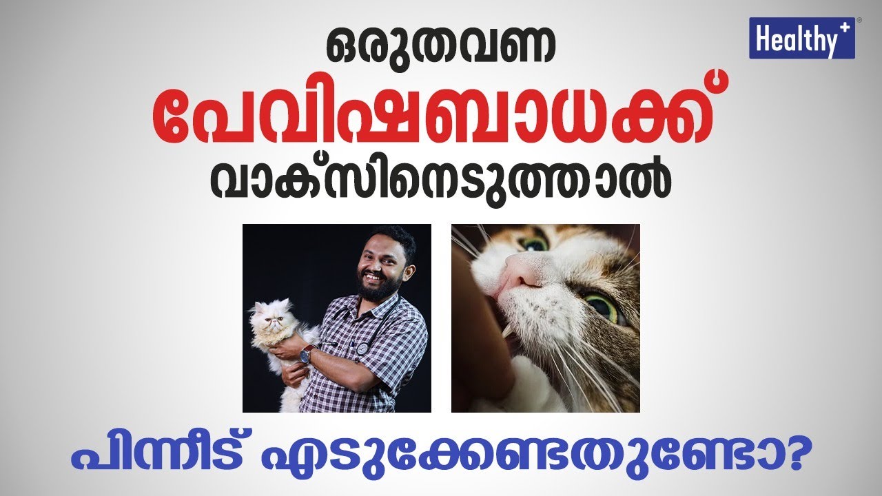Rabies vaccine Malayalam | ഒരുതവണ പേവിഷബാധക്ക് വാക്സിനെടുത്താൽ പിന്നീട് ...
