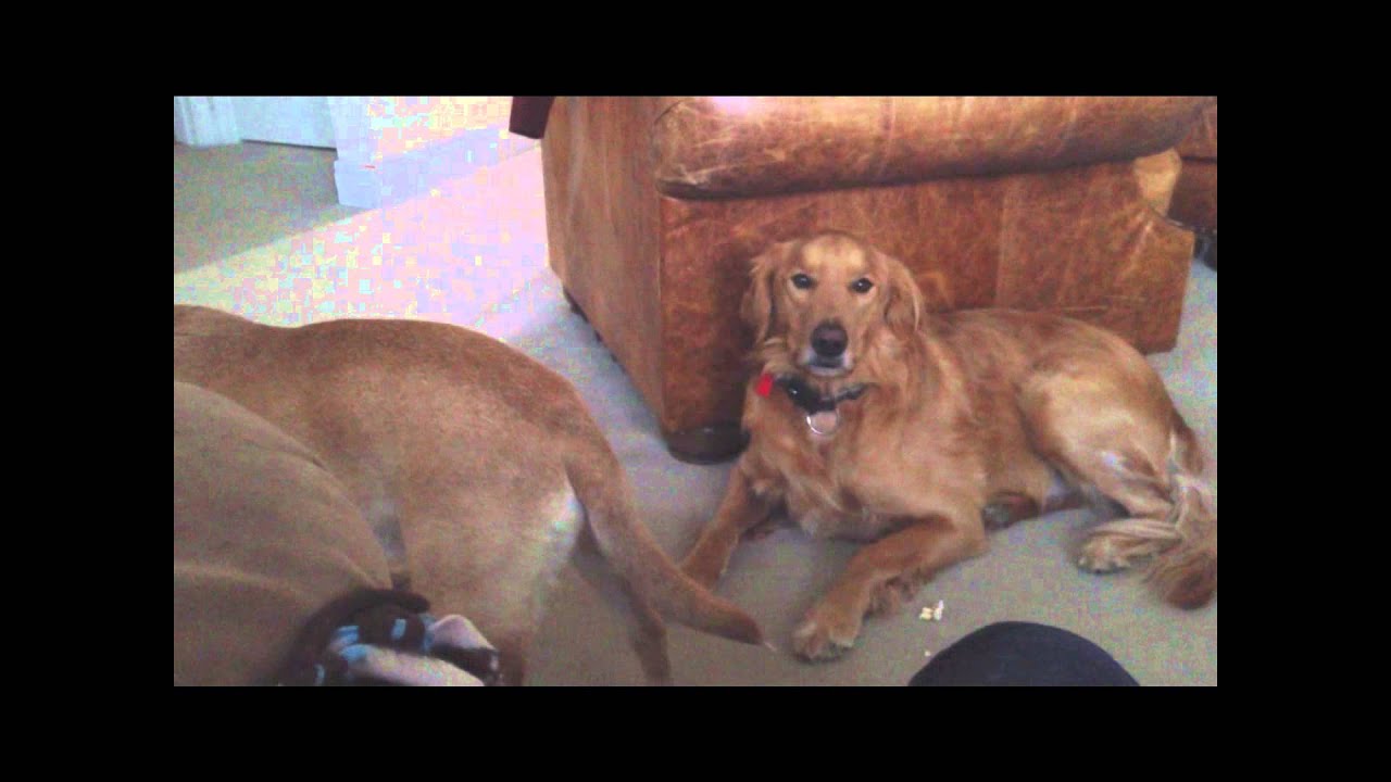 My Golden Retriever with cancer - YouTube