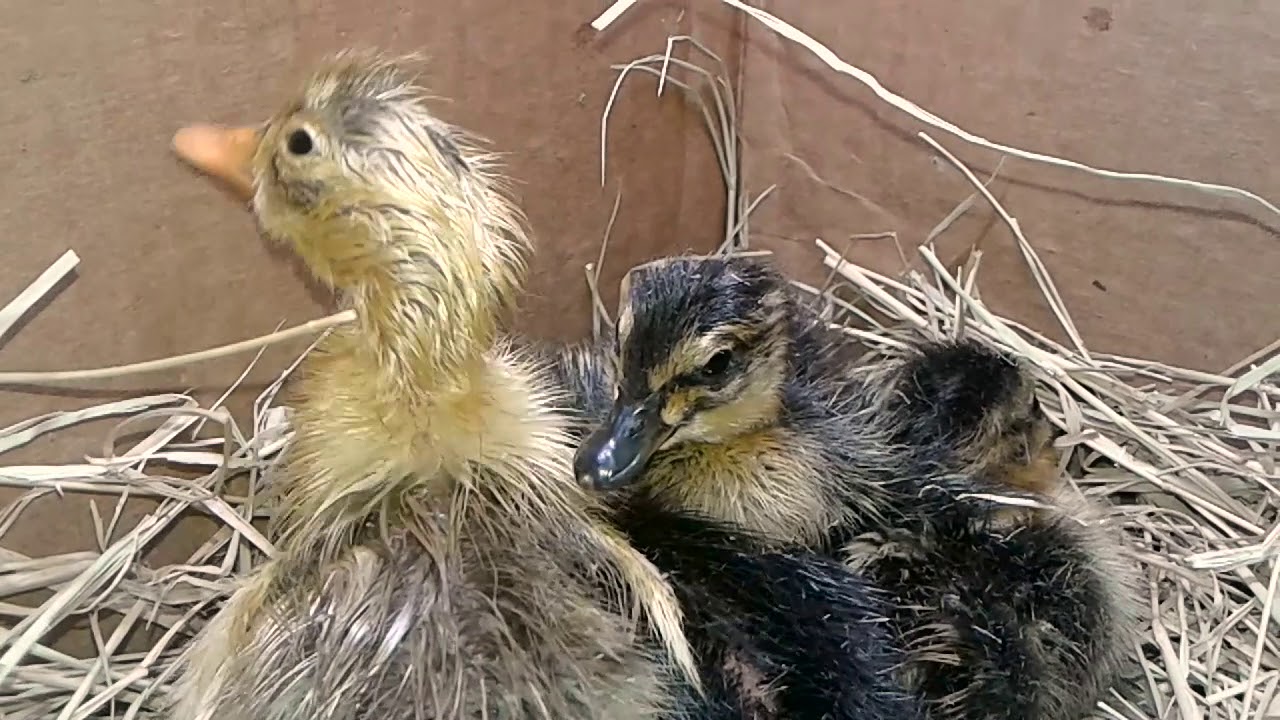 Just HATCHED Ducklings 2019-06 - YouTube