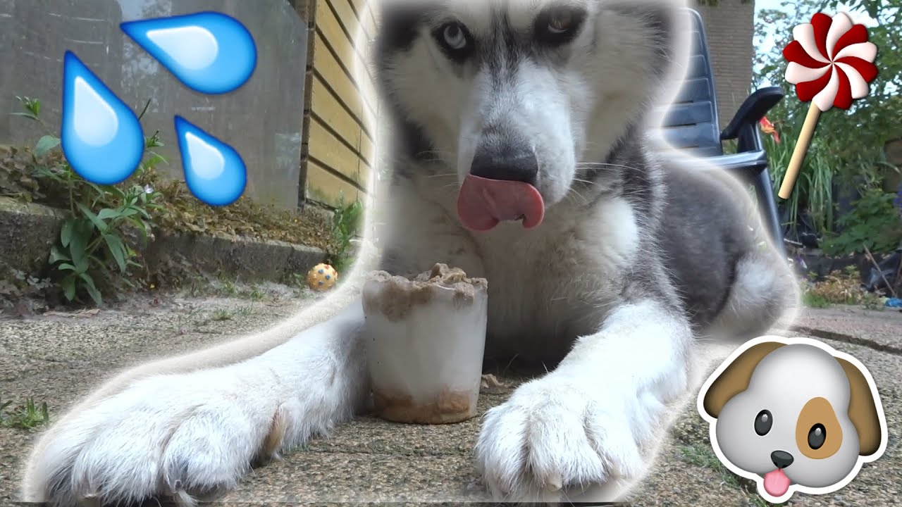 DIY DOG LOLLIPOP - YouTube