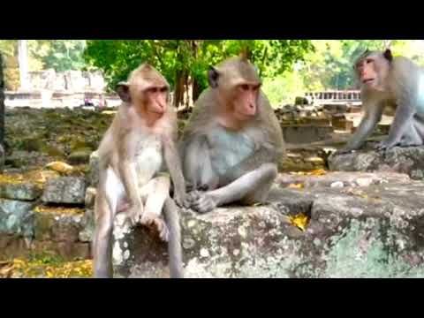 They're Look Sad And Bored | Jungle Monkey Family Daily Habits@monkeycaptured