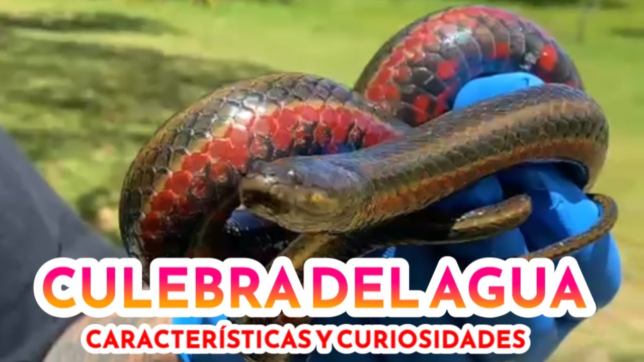 Curiosidades y características de Helicops infrataeniatus 🐍 - YouTube