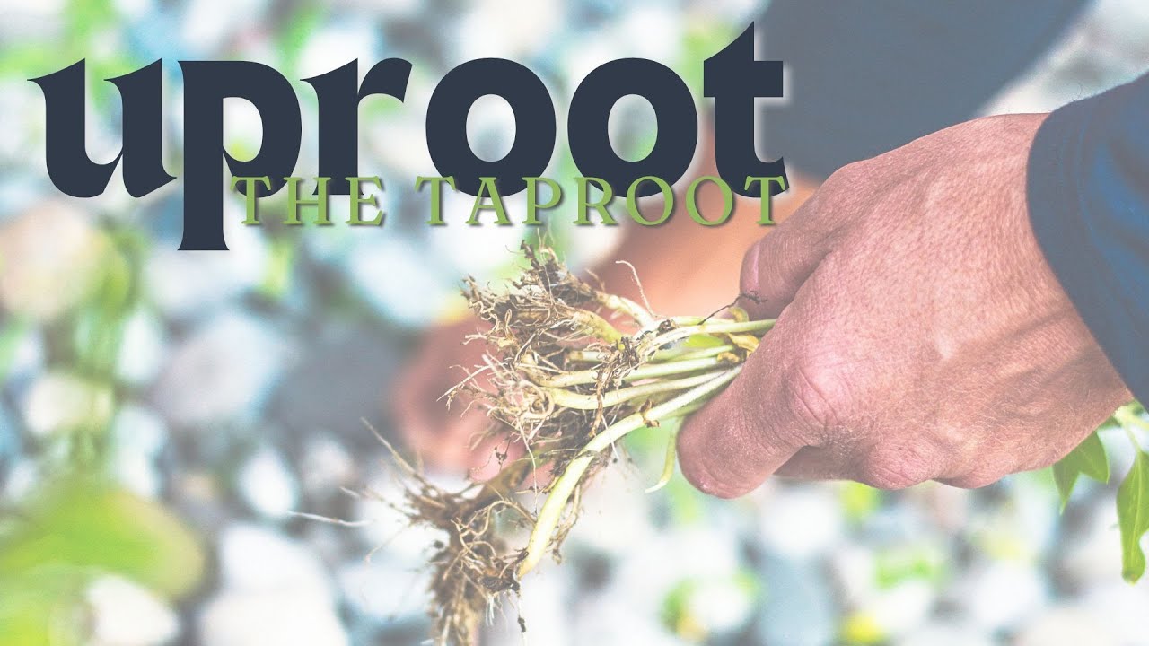 "Uproot the Taproot" - July 24/24 Wednesday PM - YouTube