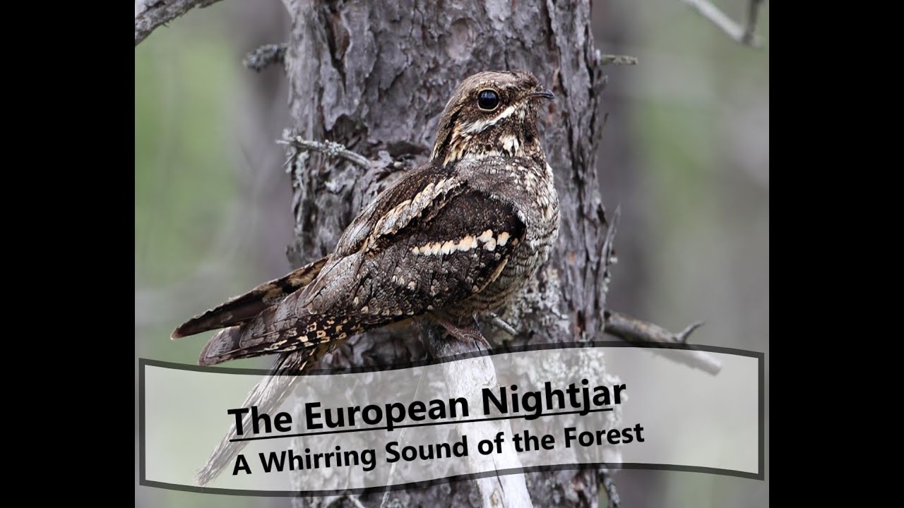 The European Nightjar (Caprimulgus europaeus) - A Mysterious Forest ...