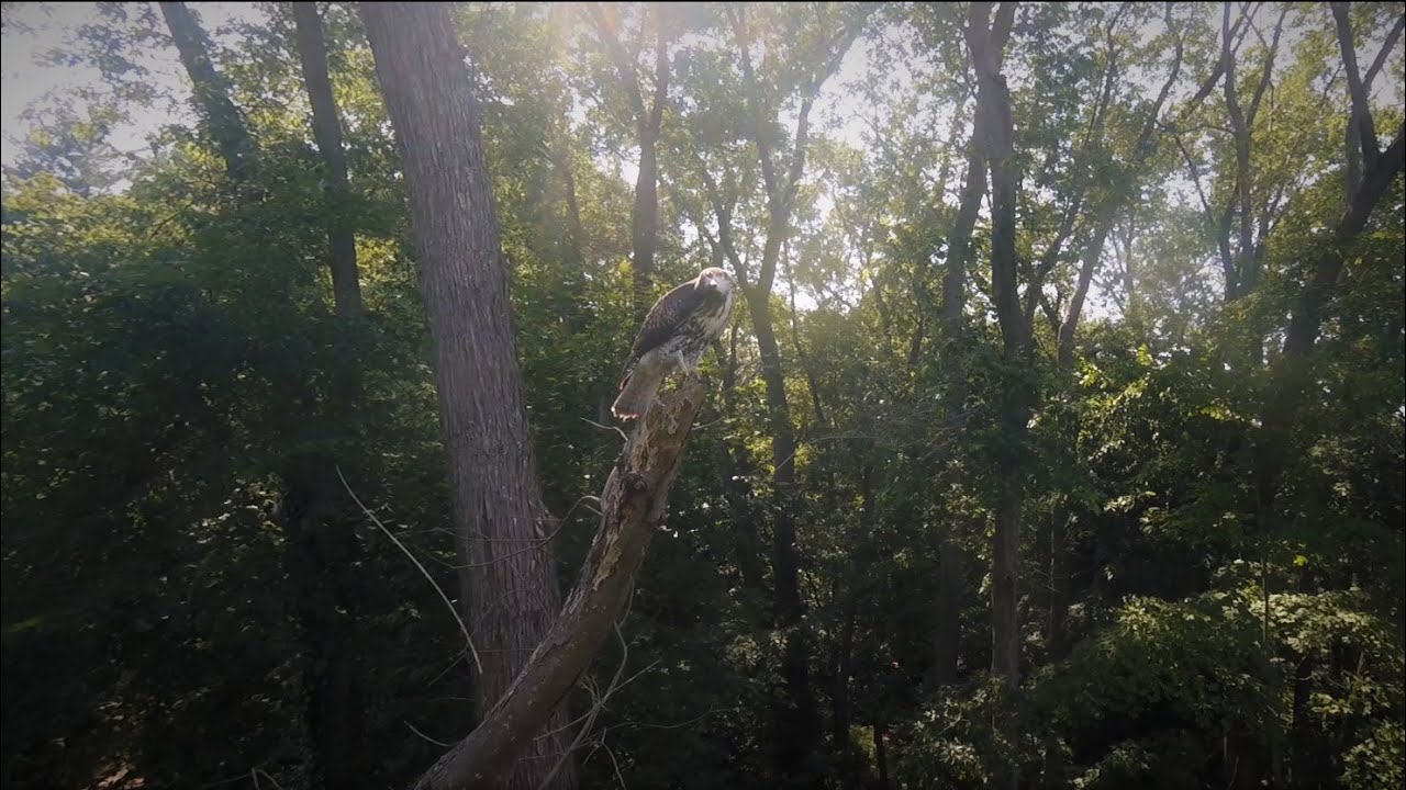 Hawk FPV Short - YouTube