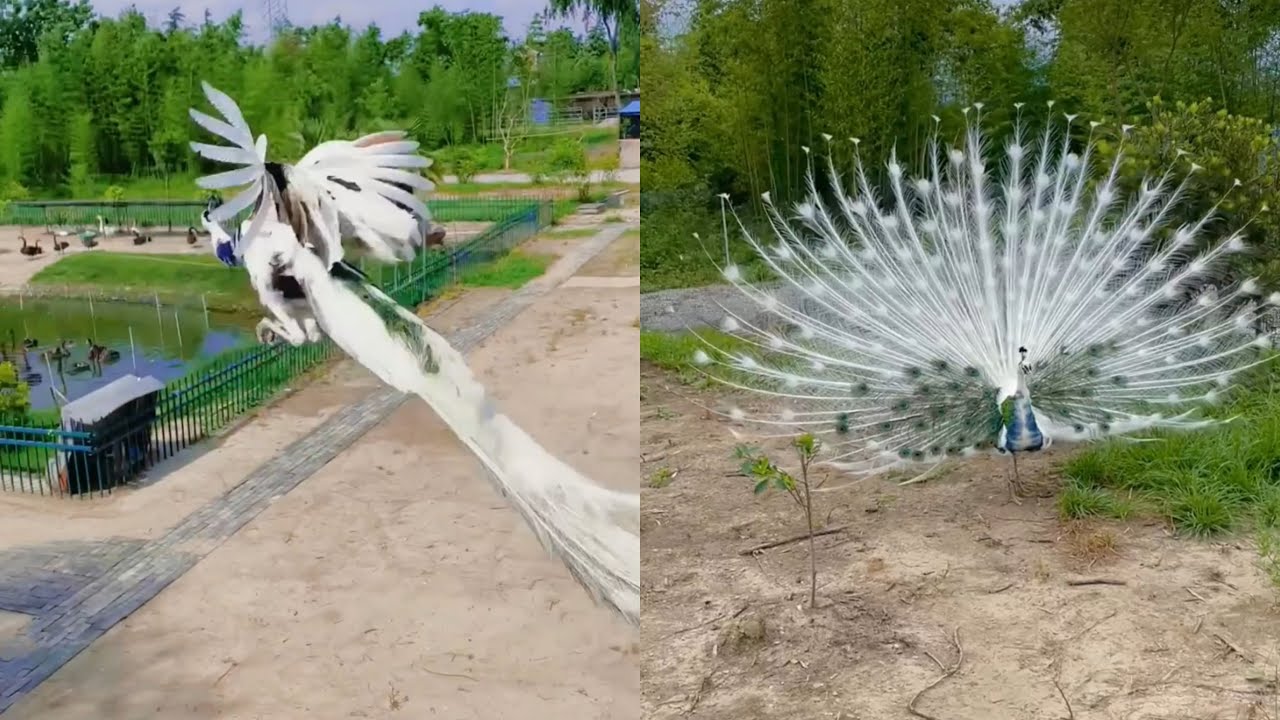 Peacock Opening Feathers,white Peacock Dance Display,blue And White