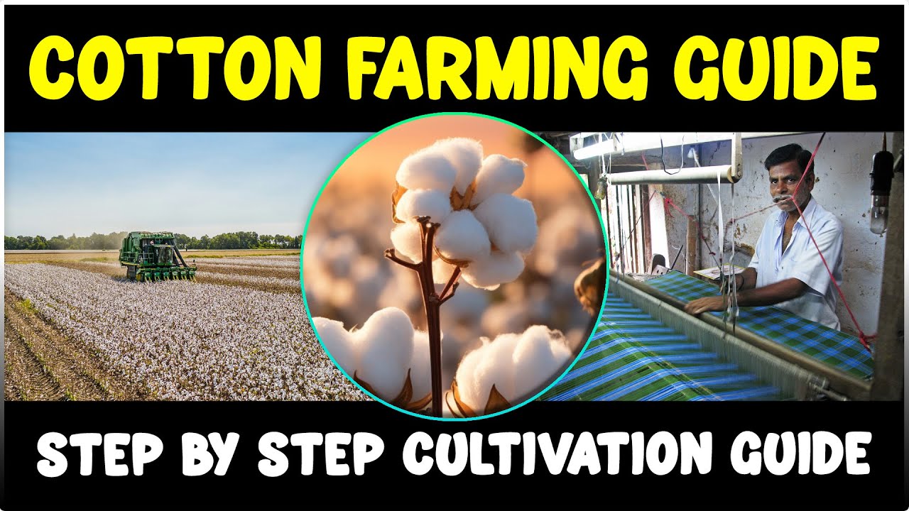 Cotton Farming: Complete Guide - YouTube
