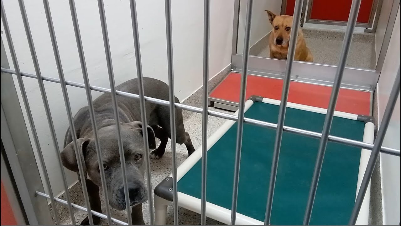 Athena 5y A802162 new gal Heart 5y A801738 kennel 198 PACC shelter ...