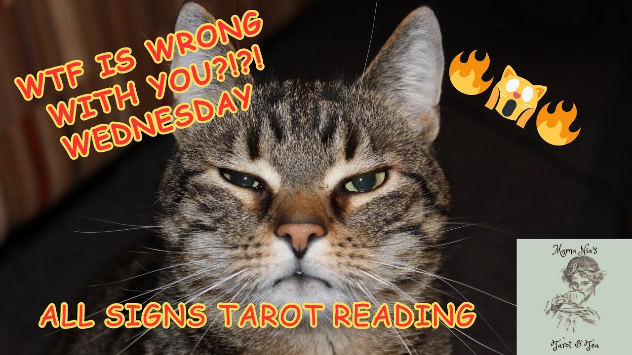 WTF IS WRONG WITH YOU?! Wednesday #allsigns #tarot Channeled Psychic ...
