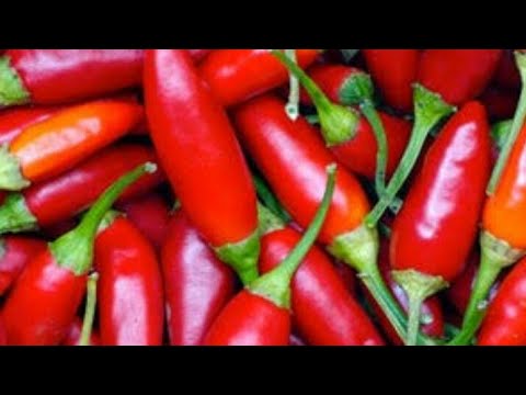 Acı biber yarışması yandık!!!