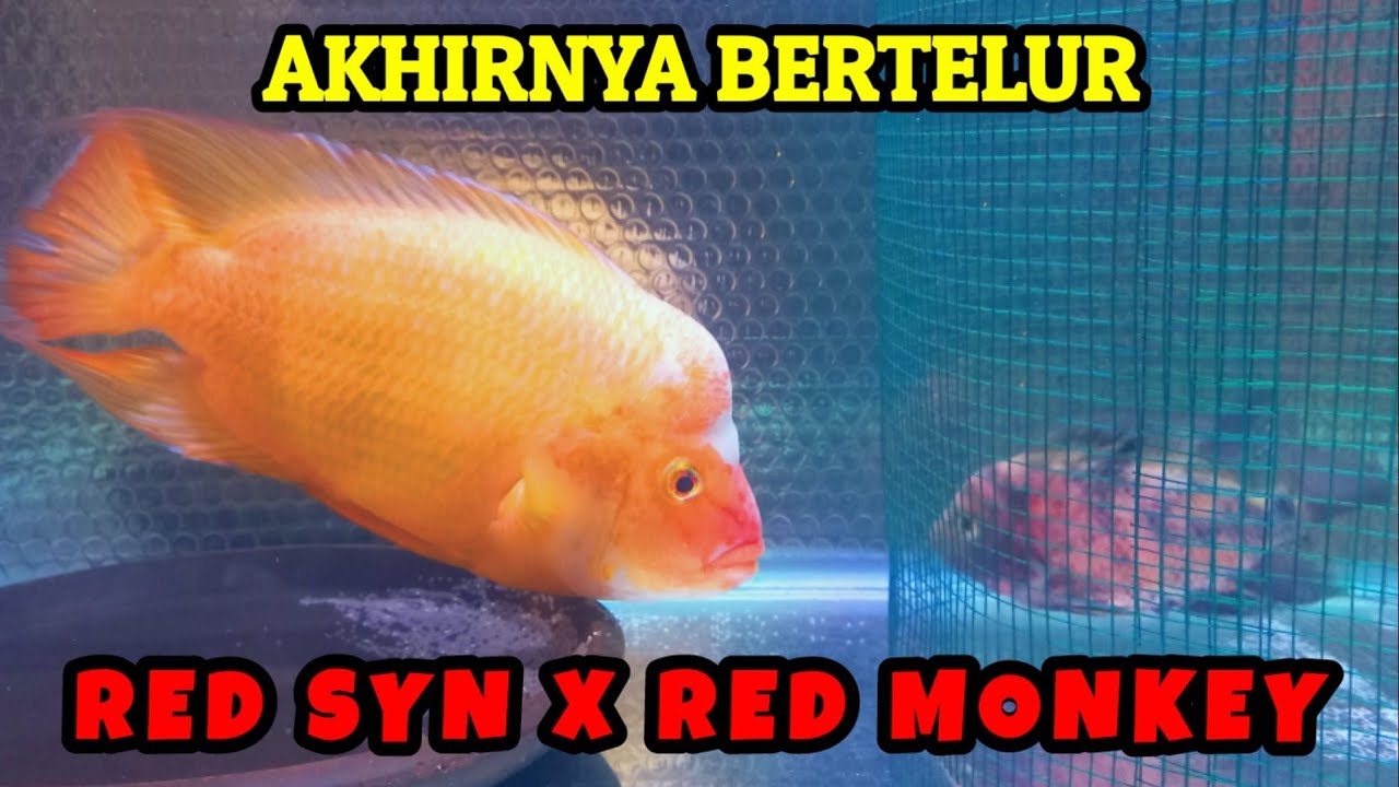 BREEDING LOUHAN RED MONKEY X RED SYN AKHIRNYA BERTELUR DI COBEK # ...
