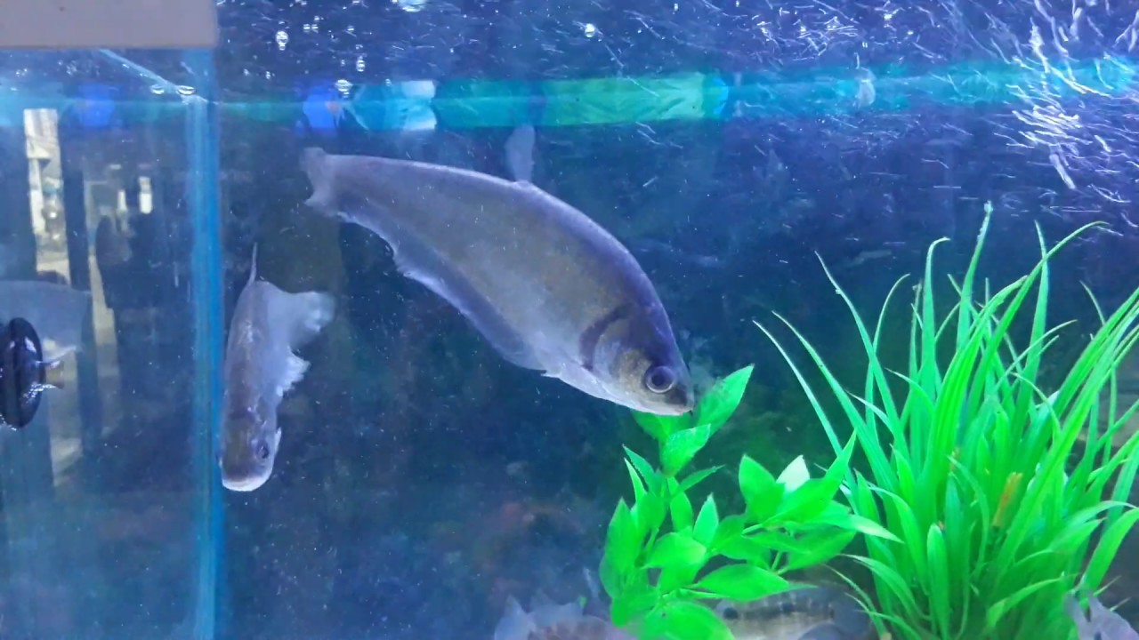 Knife Fish (A.S Aquarium fish & pet Shop) - YouTube