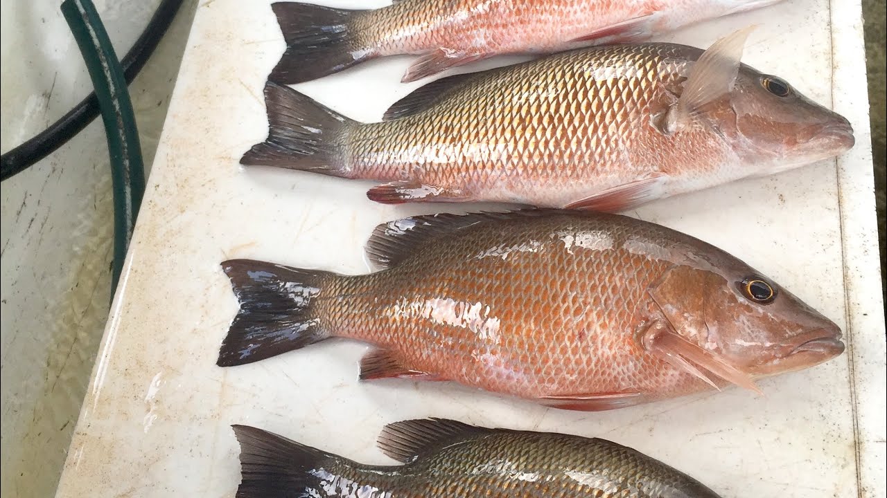 Grocery fishing(Snapper) at Sebastian inlet during the Mullet Run ...