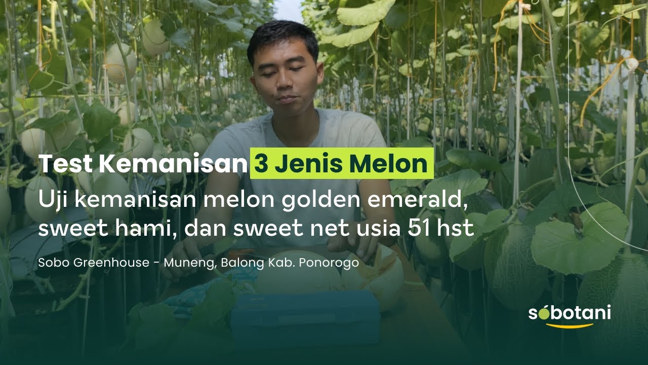 Test Kemanisan 3 Jenis Melon (Inthanon, Sweet Hami, Sweet Net Usia 51 ...