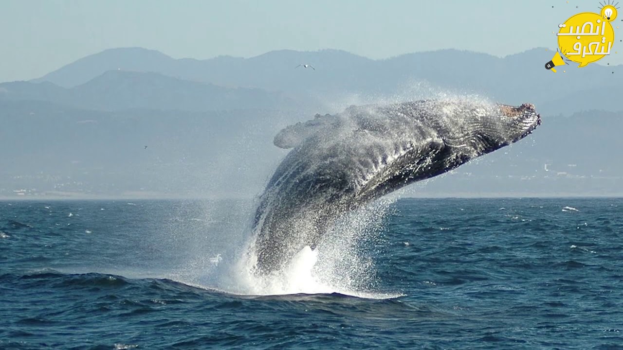 The most famous predators in Yemen - YouTube