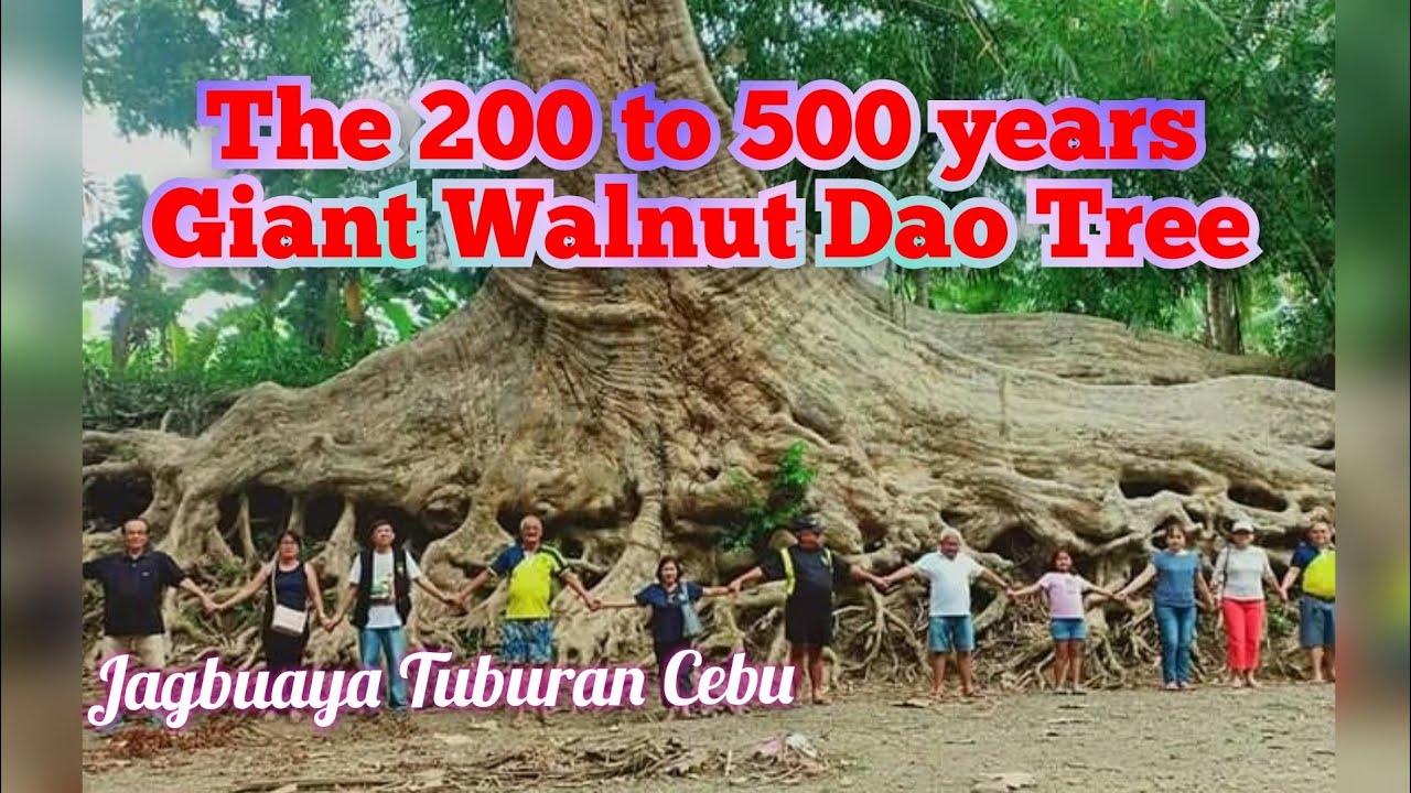 Dao Tree of Tuburan Cebu. - YouTube