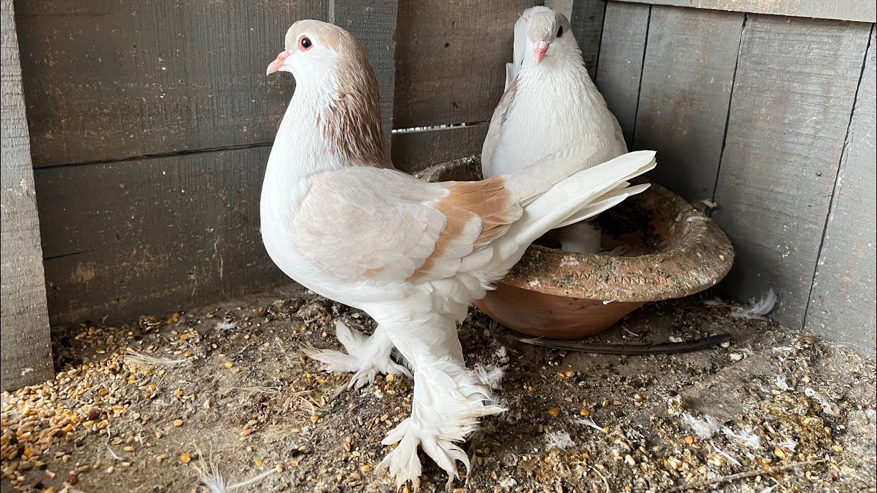 Cream Bar German Shirazi Pigeon Pair - YouTube