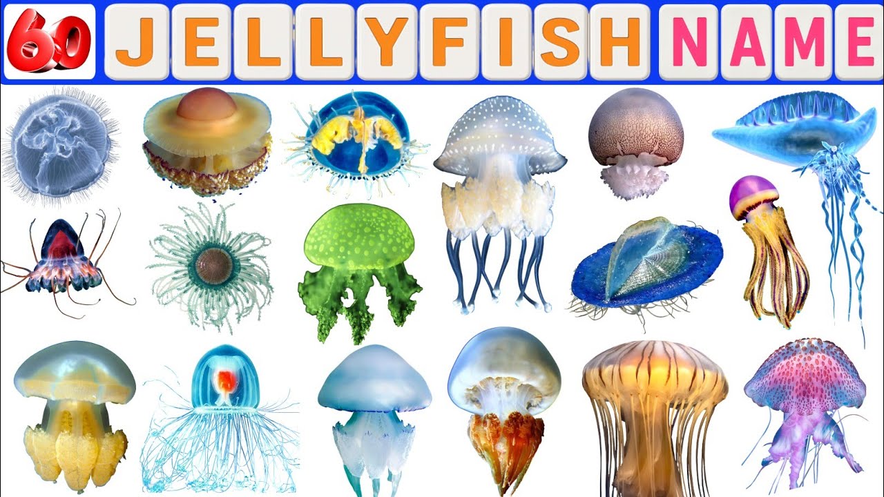 Jellyfish Vocabulary ll 60 Jellyfish Name in English With Pictures ll ...