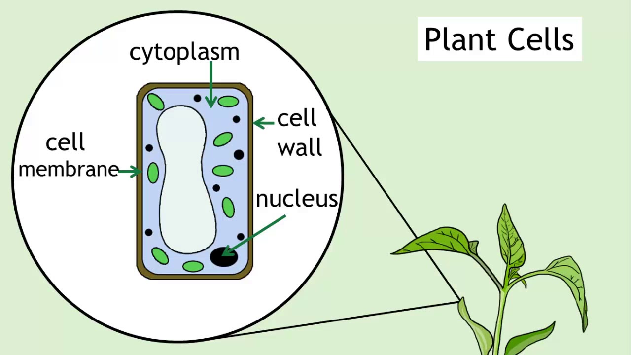 Intro to Cells Animals & Plants Biology for All FuseSchool - YouTube