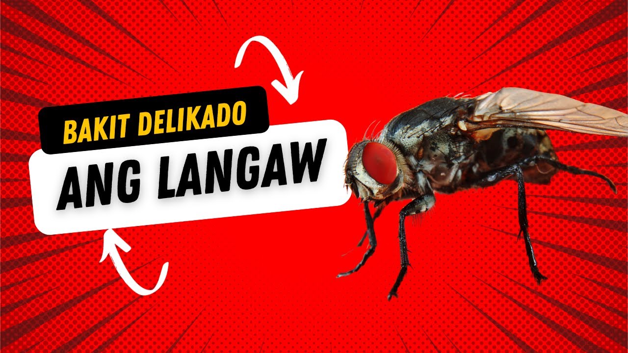 Bakit Delikado ang LANGAW, Iwasan mapasara ang iyong poultry dahil sa ...