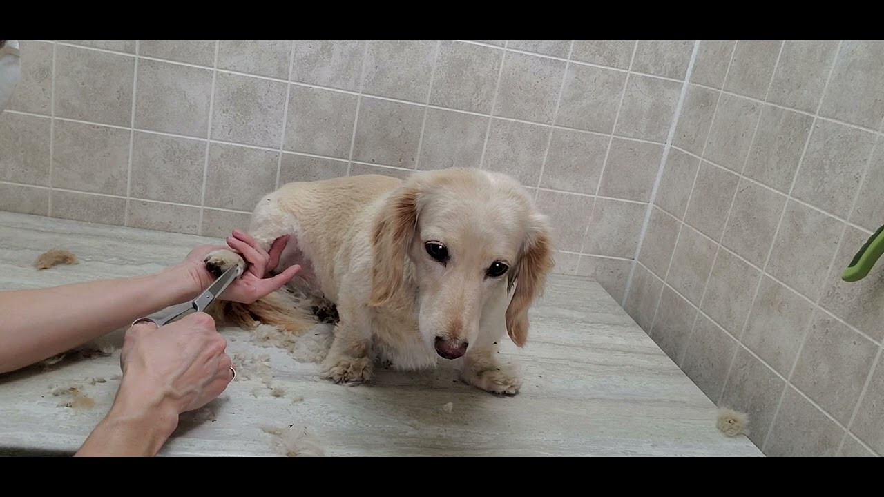 Long haired Doxin/Miniature Dachshund dog breed full groom, no ...