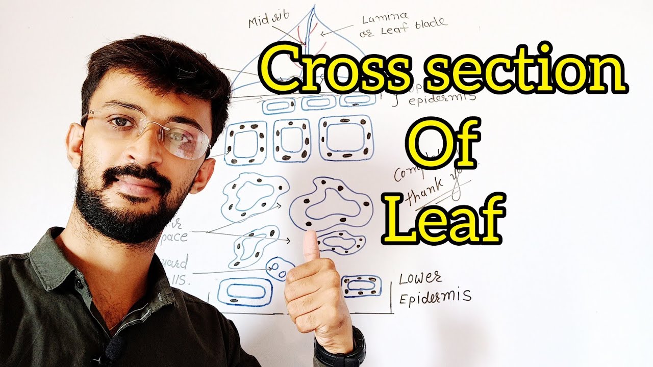 #Crosssectionoftheleaf || How to draw cross section of the leaf - YouTube