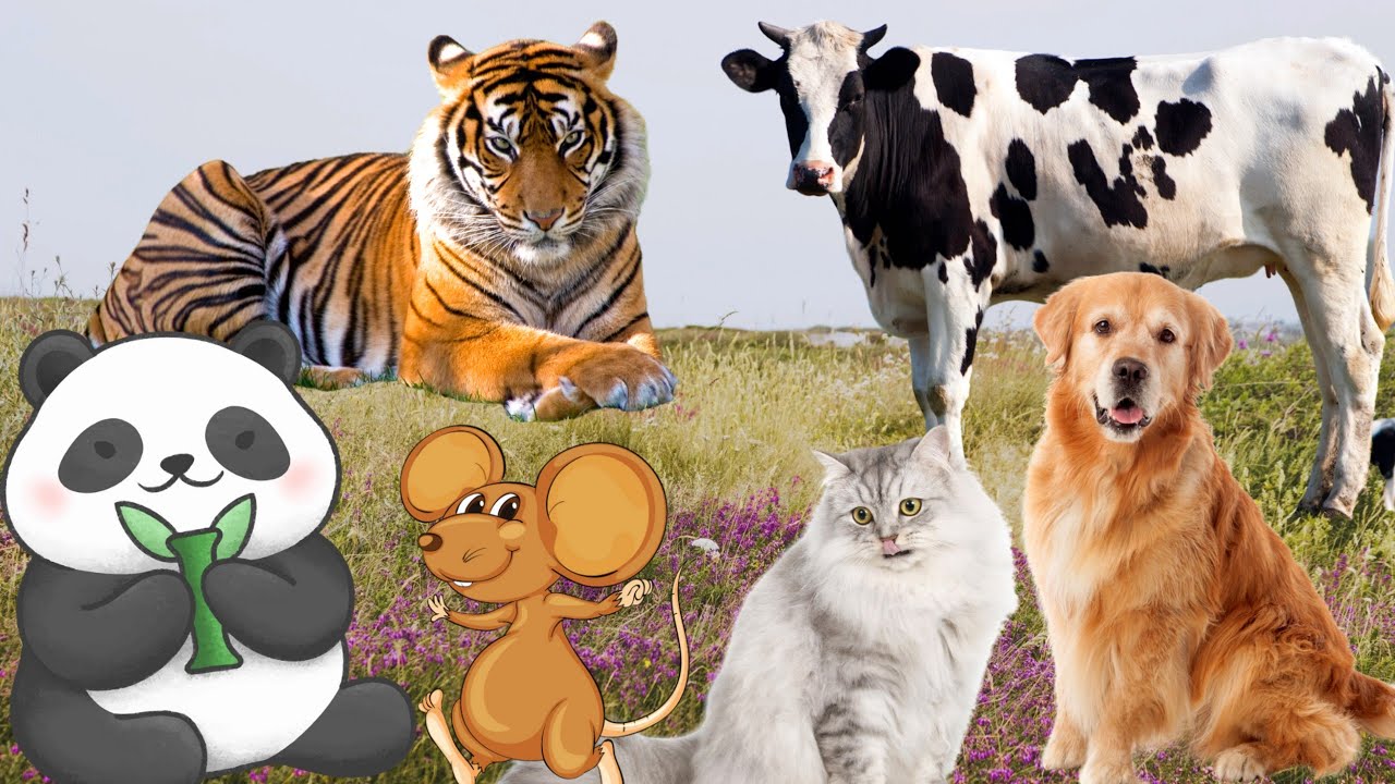 Learn the sounds of animals and their colors: tiger, dog, cow, panda ...